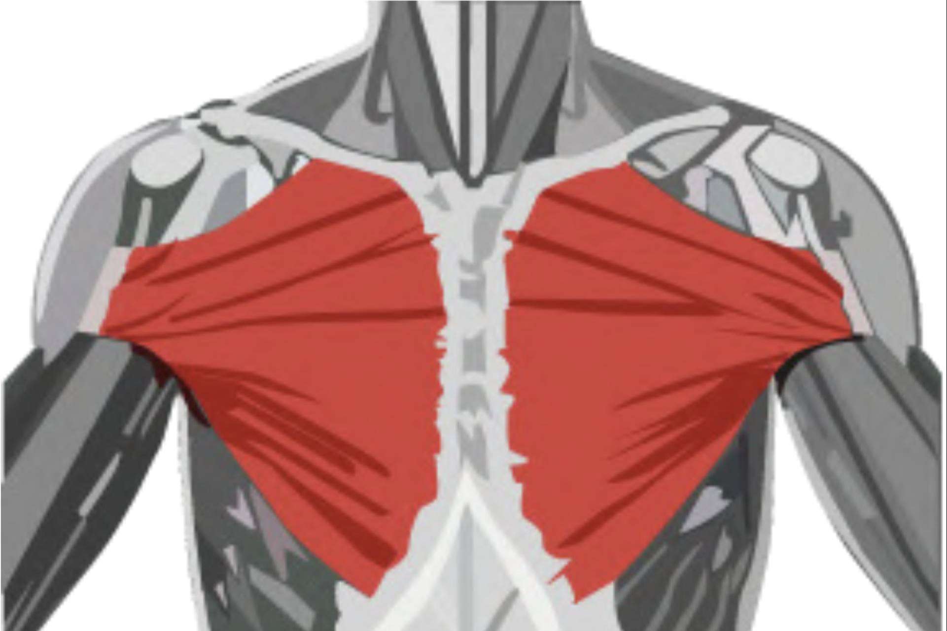 ¿Cómo mejorar el pectoral? Uno de los mejores ejercicios para la ...